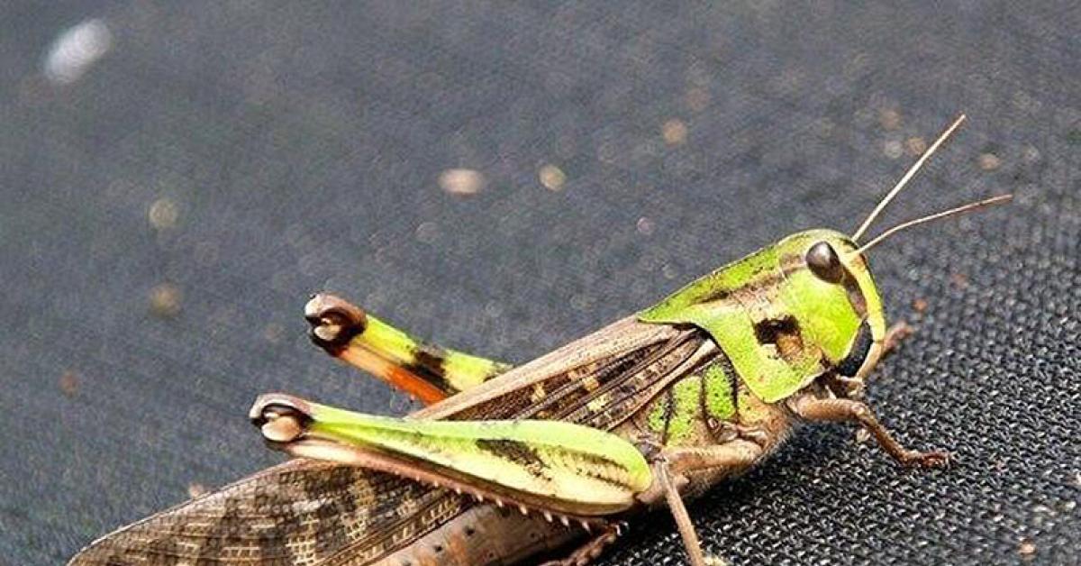 Via libera dell'Ue alla locusta come alimento: presto sulle nostre ...