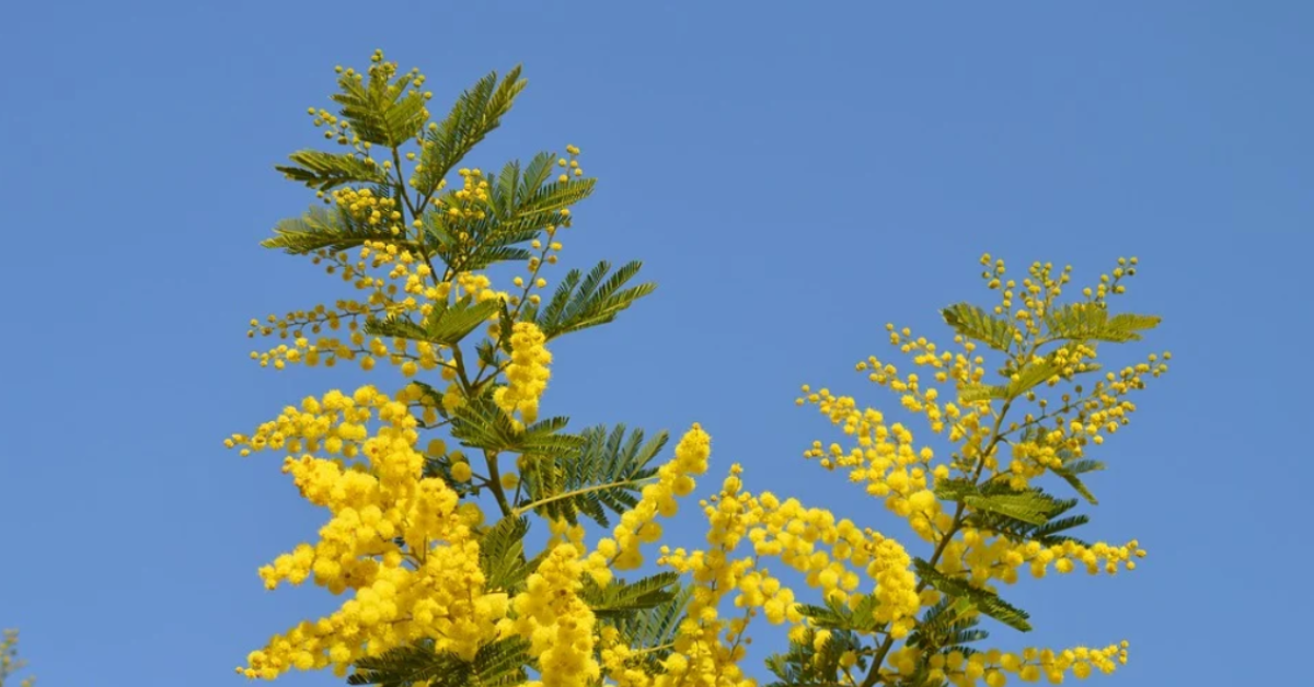 Festa della donna, perché si regalano le mimose l'8 marzo: significato ...