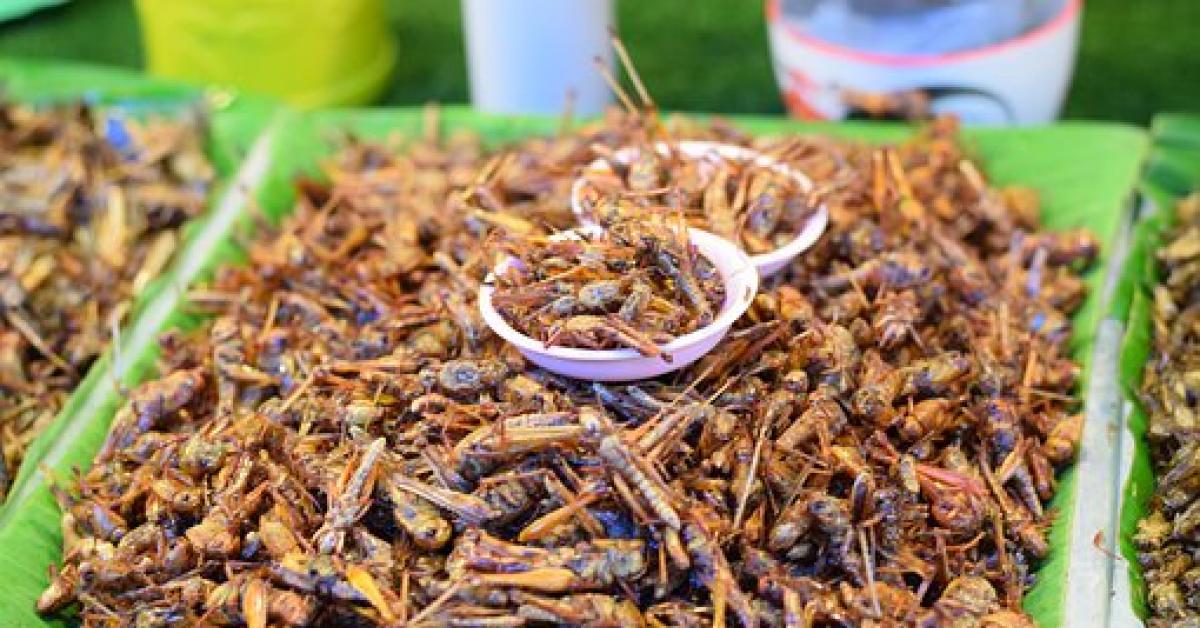 L'80% degli italiani non mangia insetti, non interessati a grilli e ...