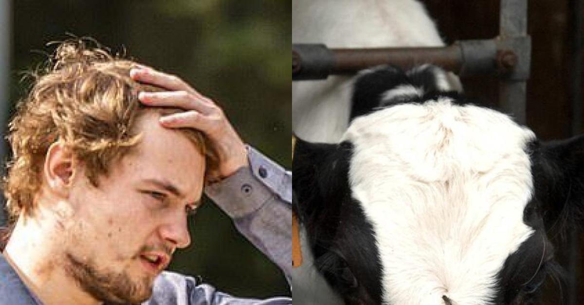 Sesso con una mucca nella fattoria, il 25enne Liam Brown filmato e inchiodato dalle telecamere ...