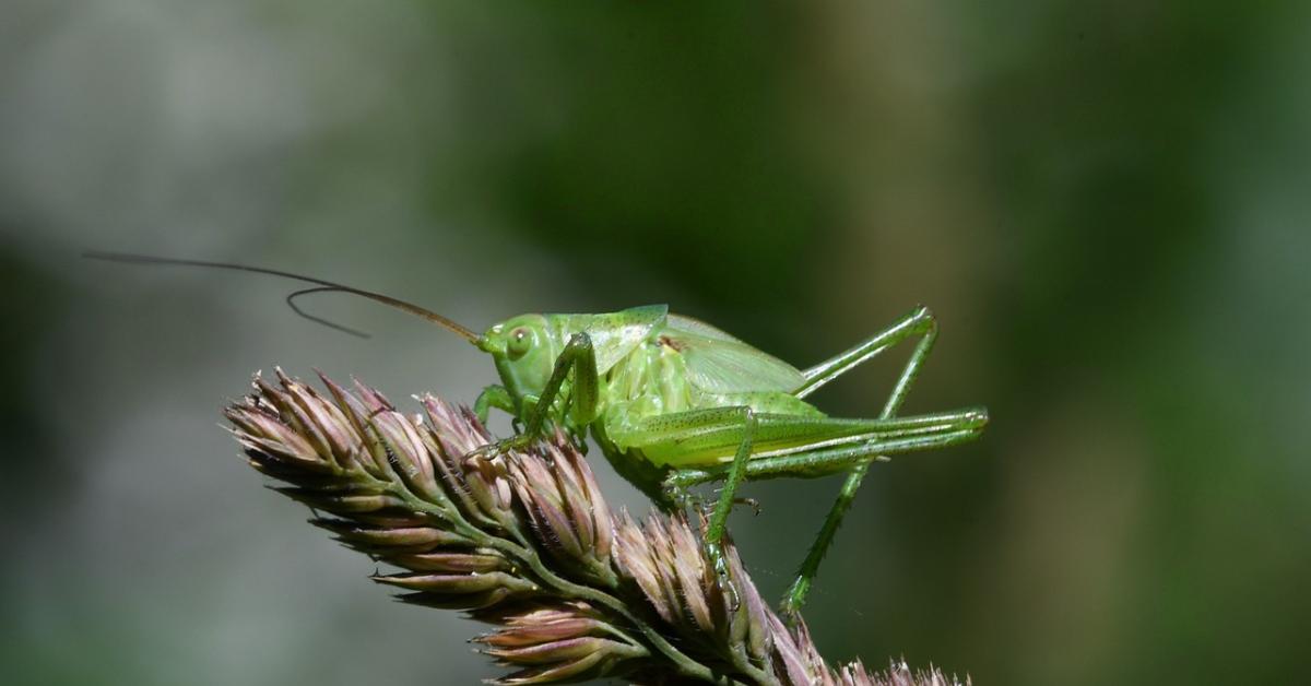 Farina d'insetti negli alimenti approvata in Italia, anche se mangiarli ...