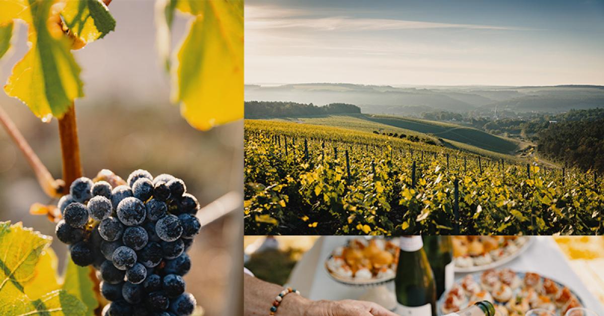 Un territorio che unisce Champagne e Borgogna, dove il Domaine ...