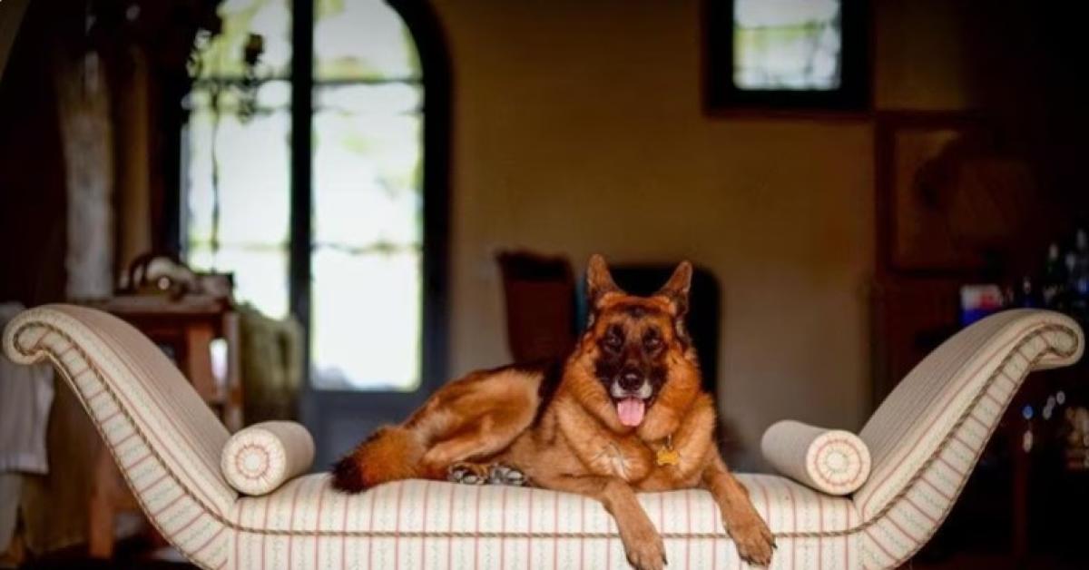 Gunther VI, il cane più ricco del mondo, adotta la lupacchiotta Cindy ...