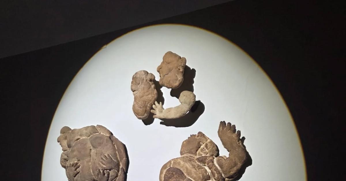 Premio Cairo 2025, il vincitore della 24esima edizione è Maria Giovanna Zanella con l’opera ...