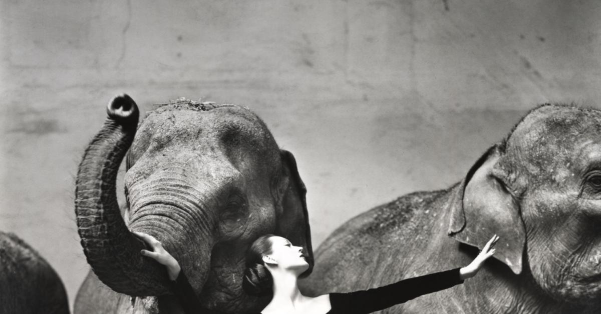 Palazzo Reale di Milano, inaugura "Richard Avedon: Relationships": la ...