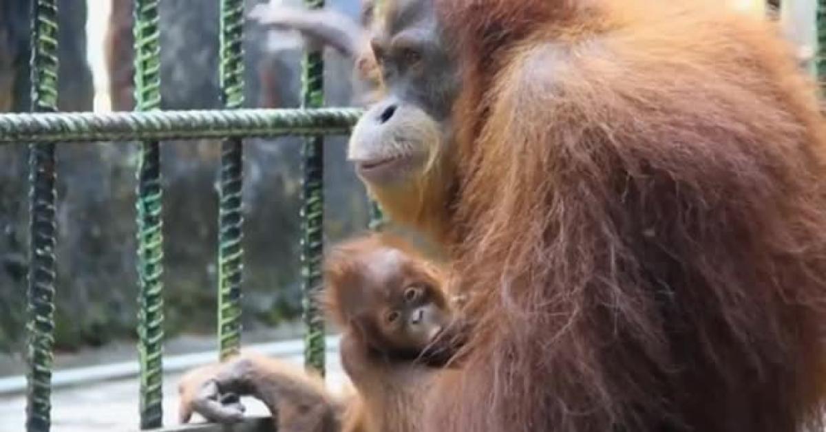 La straordinaria nascita di un cucciolo di orango in Indonesia - Il ...