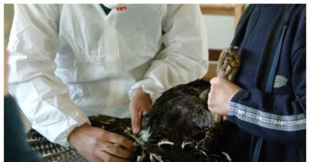 Aviaria: infettivologi, 'attenzione alta ma non c'è diffusione ...