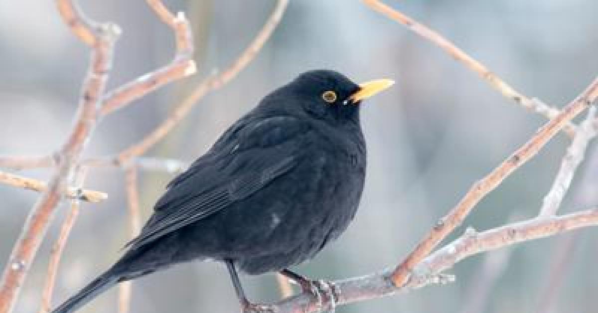 Giorni della Merla addio, sembra primavera - Il Giornale d'Italia