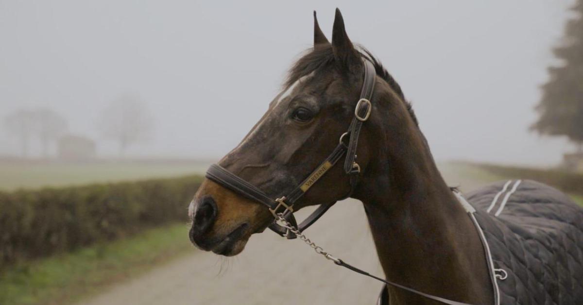 'Io sono Varenne, il figlio del vento', il docu-film sul cavallo più ...