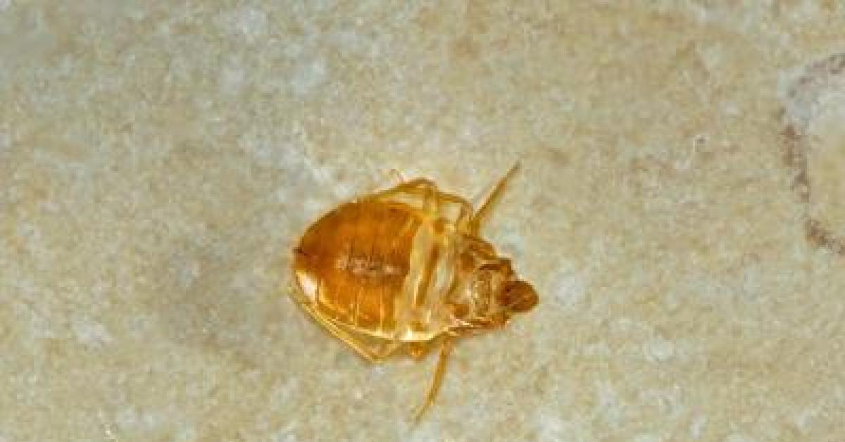 Il segreto della super cimice dei letti, 20mila volte più resistente ...