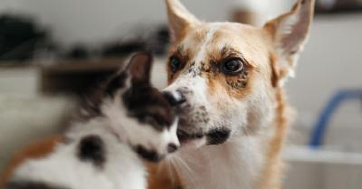 Capodanno: il veterinario, 'a mezzanotte state con i vostri animali ...