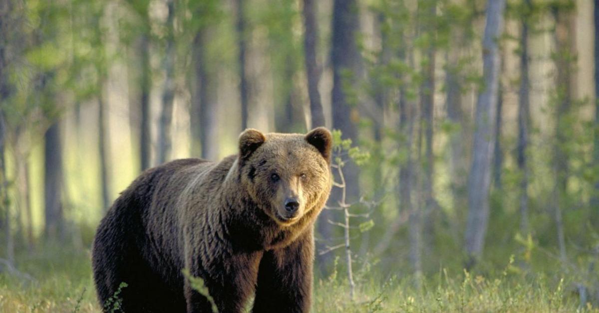 Orsa Jj4, in Trentino il Tribunale sospende l'abbattimento ...