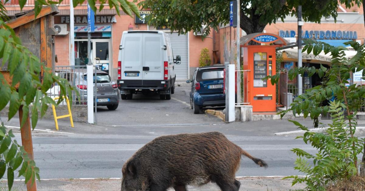 Cinghiali a Roma, la notizia arriva sul New York Times: "Colpa dei ...