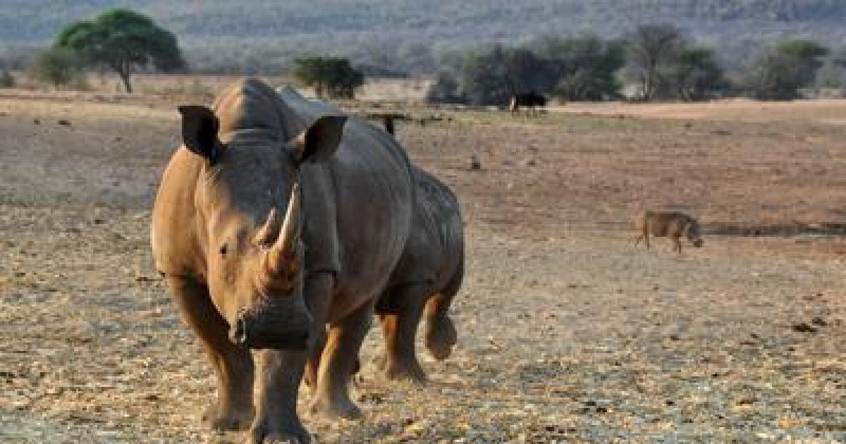 Il bracconaggio dei rinoceronti sudafricani in lieve calo - Il Giornale ...