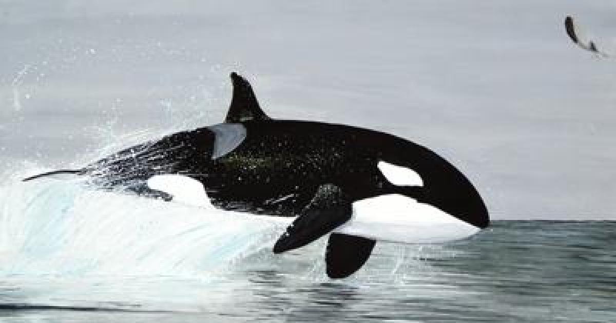 Un'orca torna in libertà dopo 50 anni in un acquario - Il Giornale d'Italia