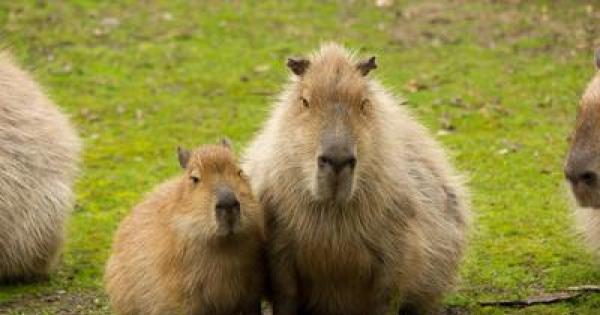 I capibara alleati nella produzione di biocombustibili - Il Giornale d ...