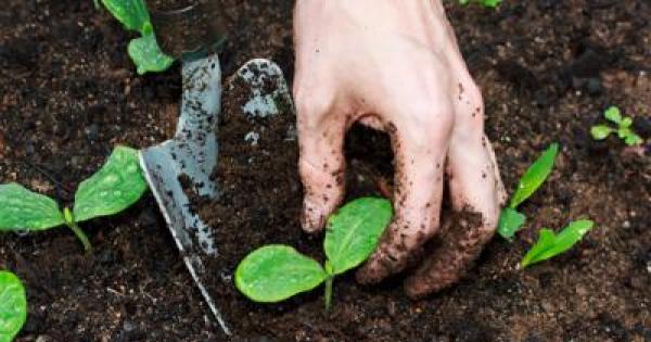 Ue, Vettori (Dg Env Eu): "Nella prima metà del 2023 proposta ...