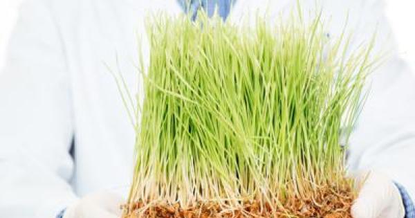 Agricoltura, filiera a Ue: "Le Tea non sono Ogm, serve una legislazione ...