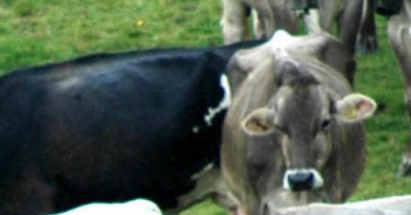 Ricerca, verso cura italiana contro morbo mucca pazza e altre malattie ...