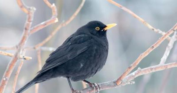 Giorni della Merla addio, sembra primavera - Il Giornale d'Italia