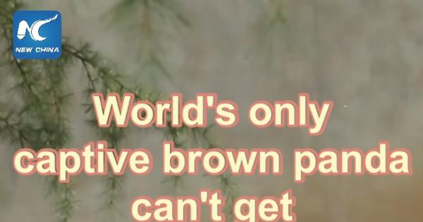 Cina: unico panda marrone in cattività al mondo è insaziabile di sole ...