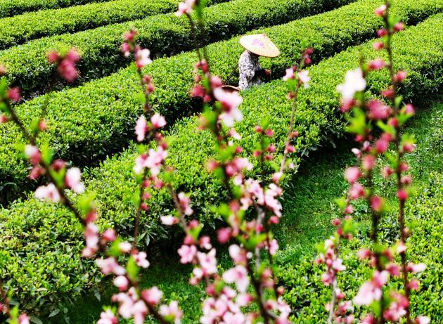 Cina: Hunan, raccolta di foglie di tè a Zixing (1) - Il Giornale d'Italia